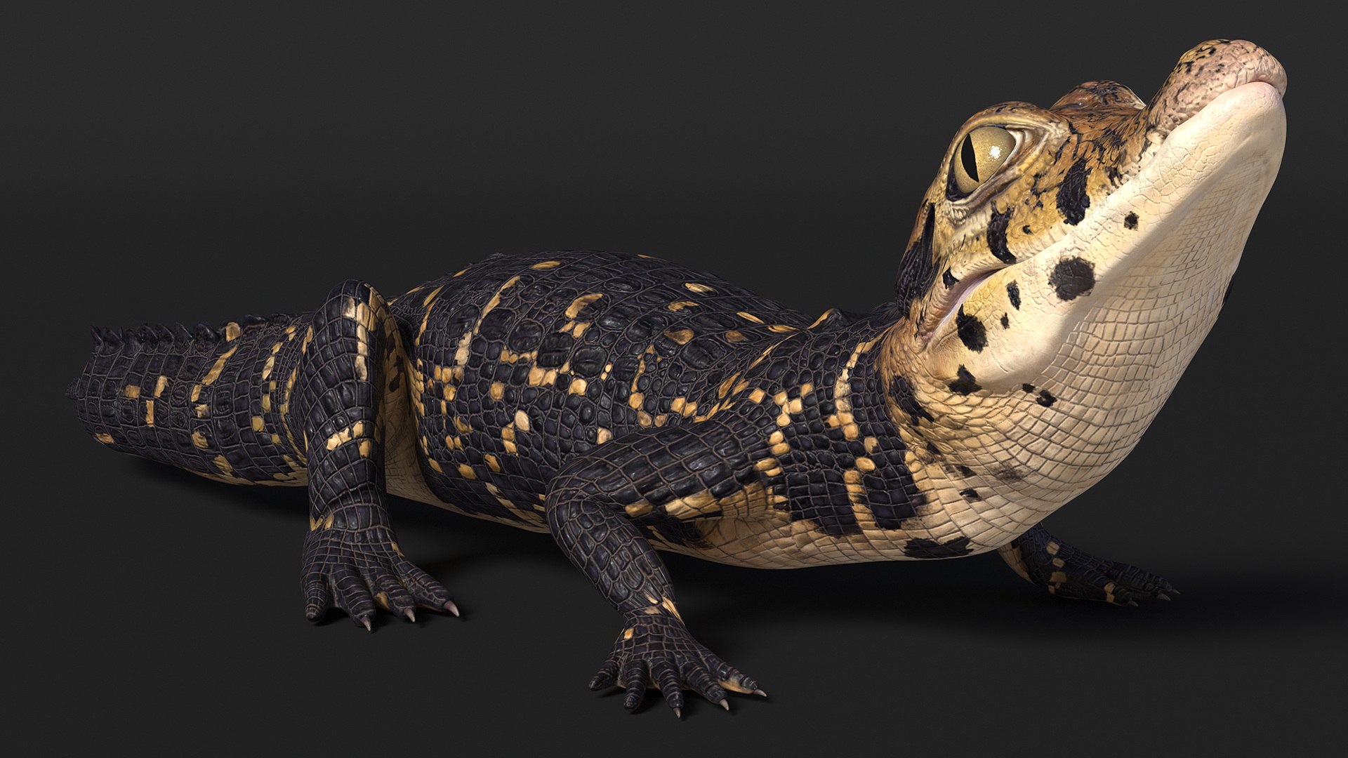 3D Black Caiman Baby Looks Up - TurboSquid 2211830