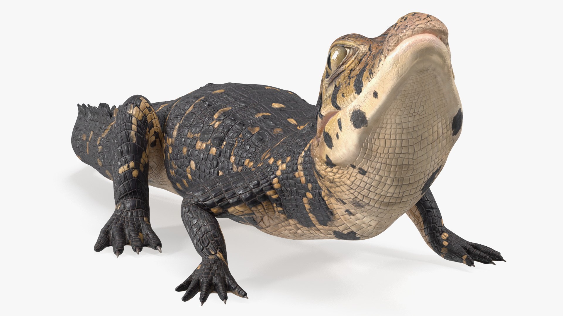 3D Black Caiman Baby Looks Up - TurboSquid 2211830
