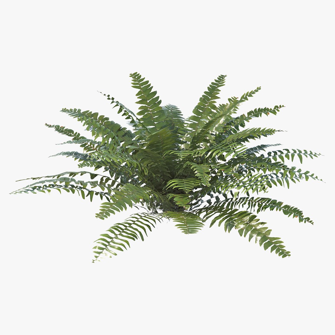 3D Model Sword Fern 01 Animated - TurboSquid 2414602