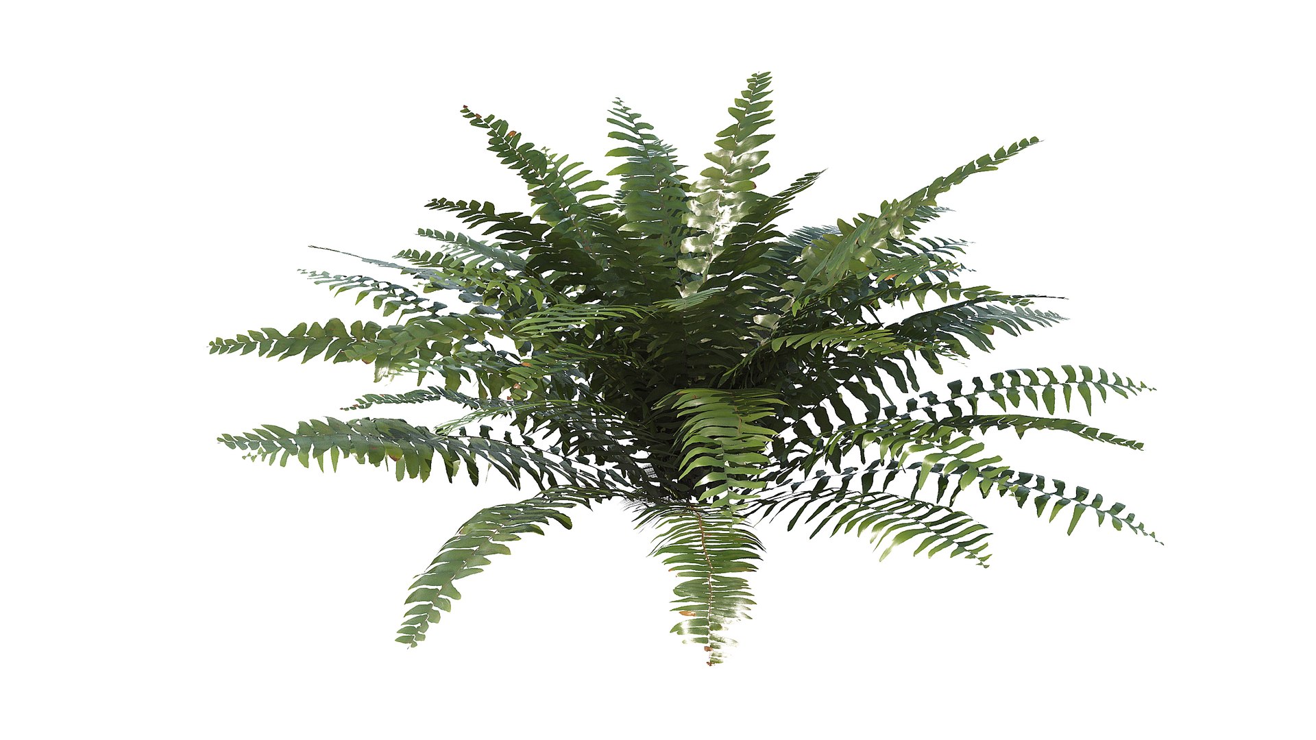3D Model Sword Fern 01 Animated - TurboSquid 2414602
