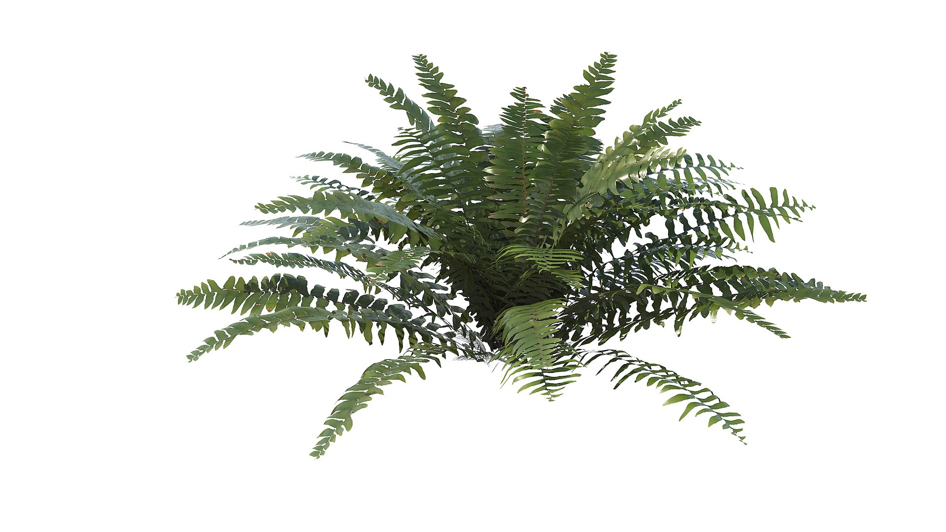 3D Model Sword Fern 01 Animated - TurboSquid 2414602