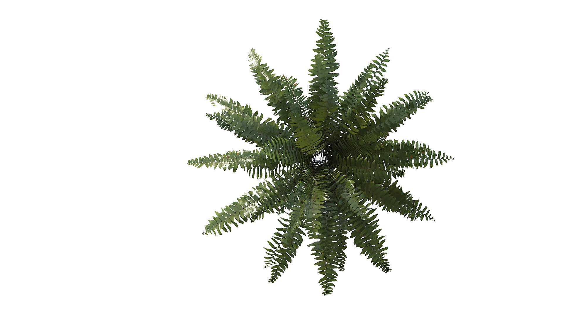 3D Model Sword Fern 01 Animated - TurboSquid 2414602