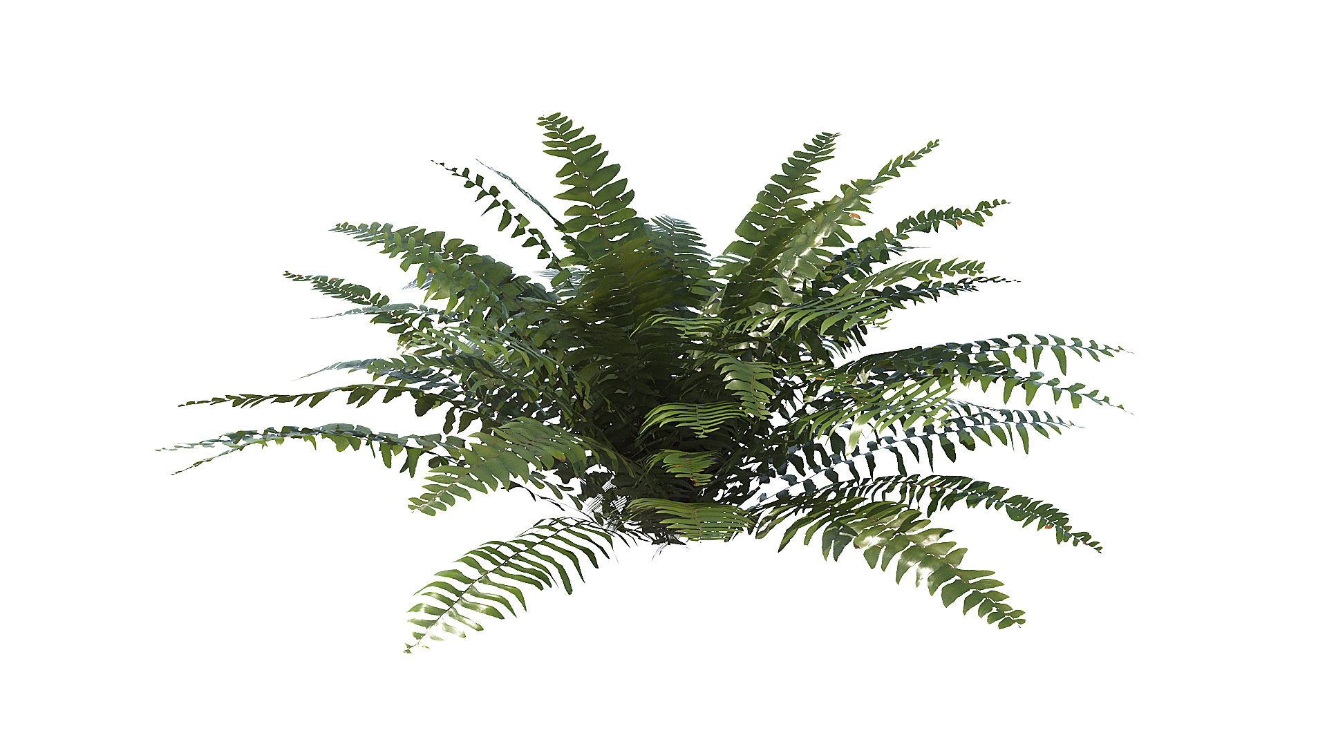 3D Model Sword Fern 01 Animated - TurboSquid 2414602