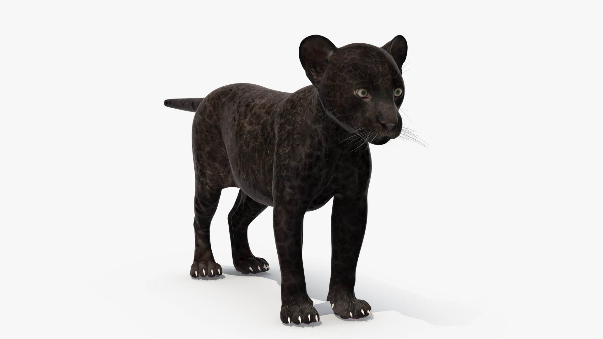 3D Model Panther Cub - TurboSquid 2335361