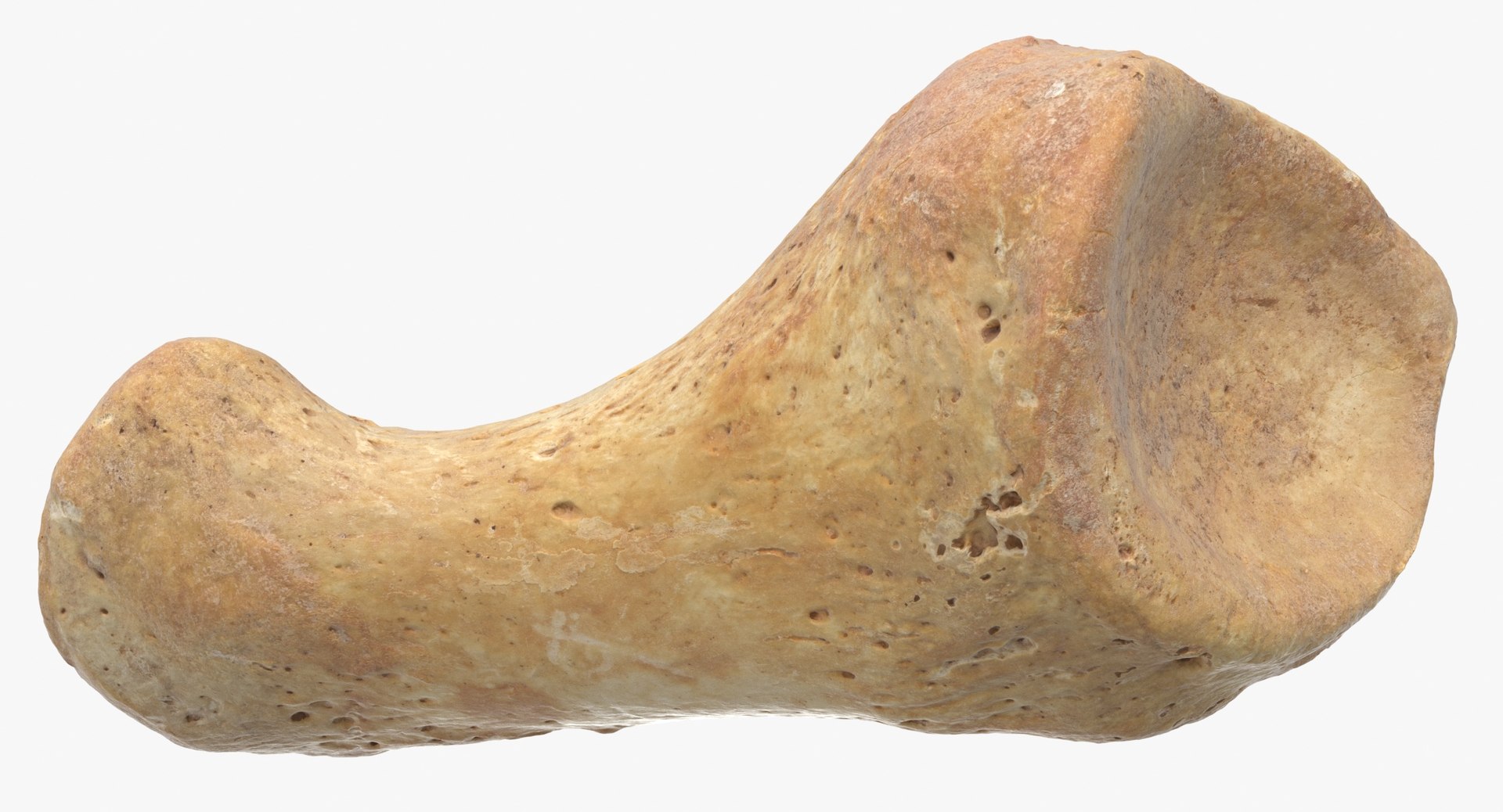 Proximal Phalanx Bone Big 3D Model - TurboSquid 1520907