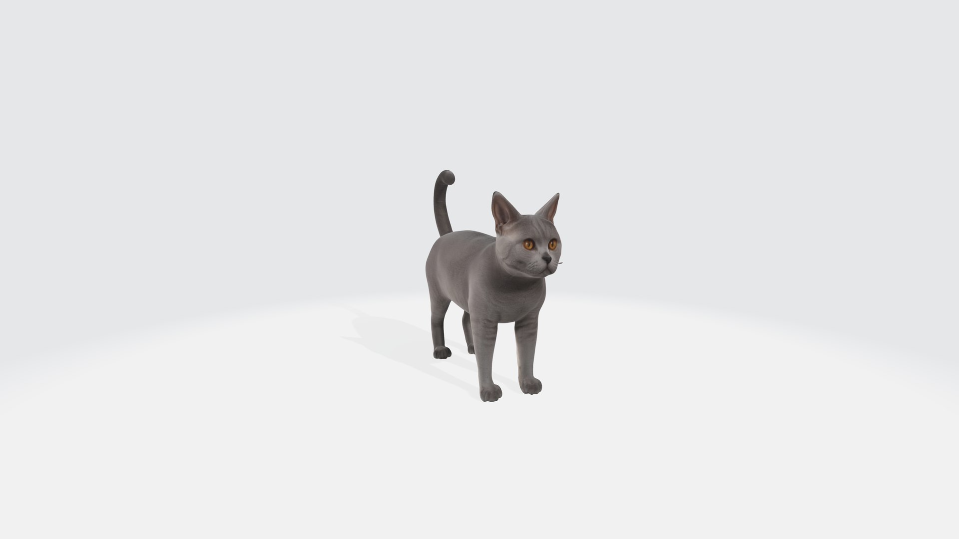 3D British Shorthair Cat Model Animated And Rigged - TurboSquid 2278950