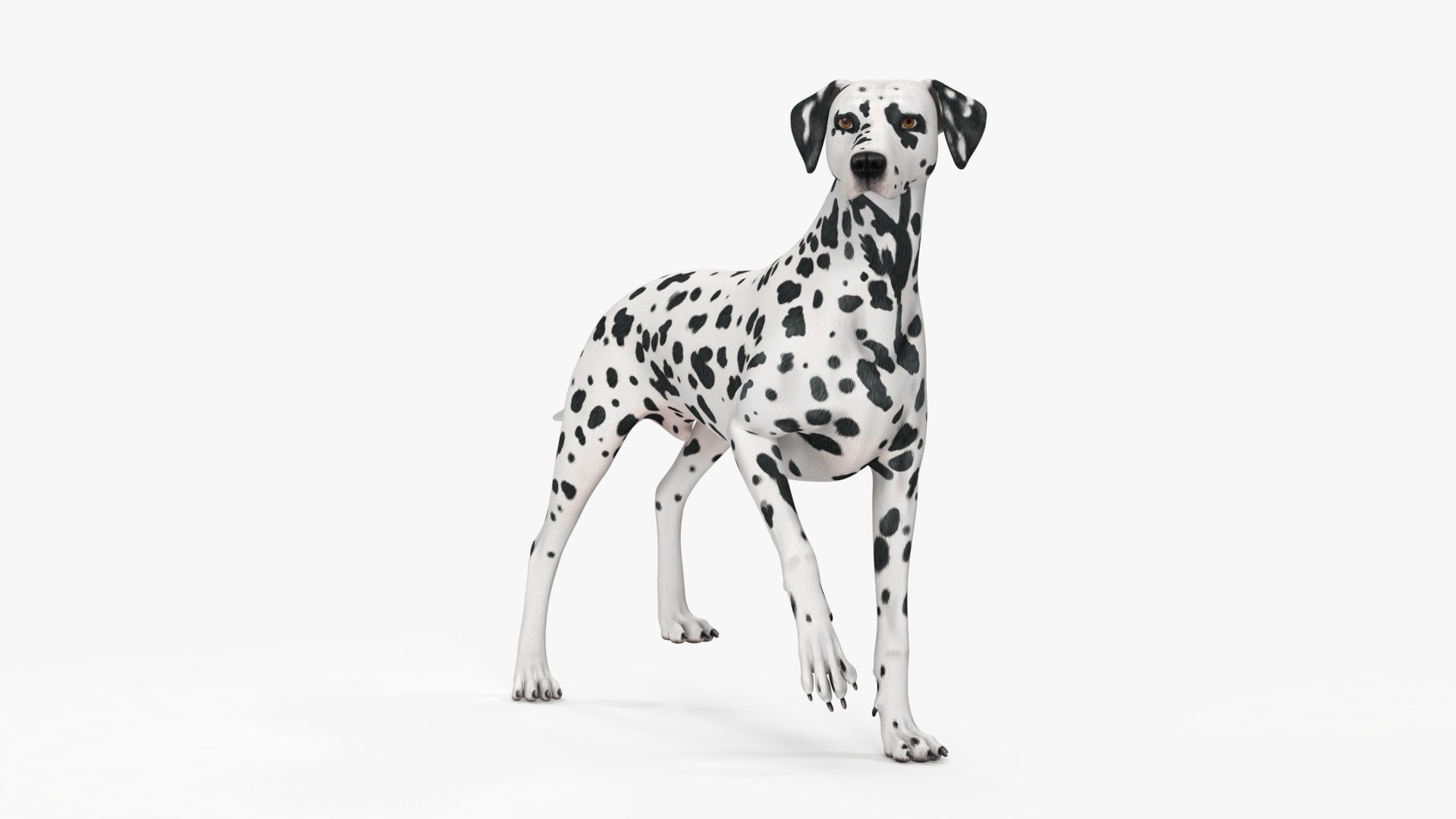 3D Model Spotted Dalmatian Dog Rigged For Cinema 4D - TurboSquid 2284158