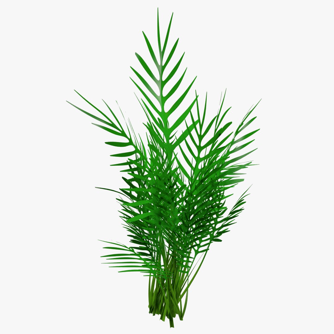 3D Howea Forsteriana - TurboSquid 1208253