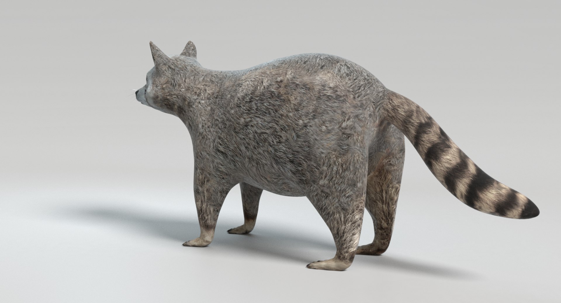 Raccoon Coon 3D Model - TurboSquid 1166424