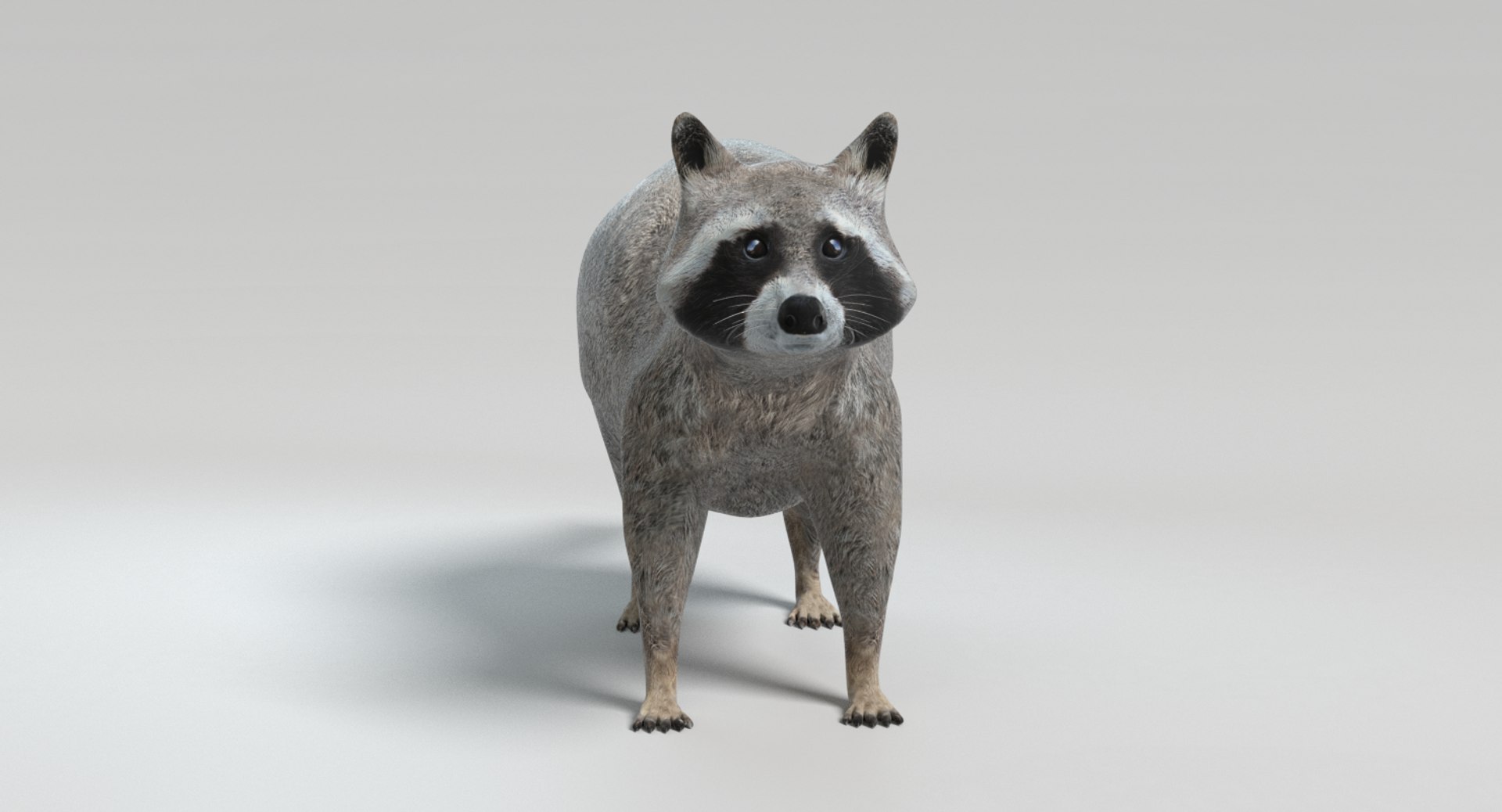 Raccoon Coon 3D Model - TurboSquid 1166424