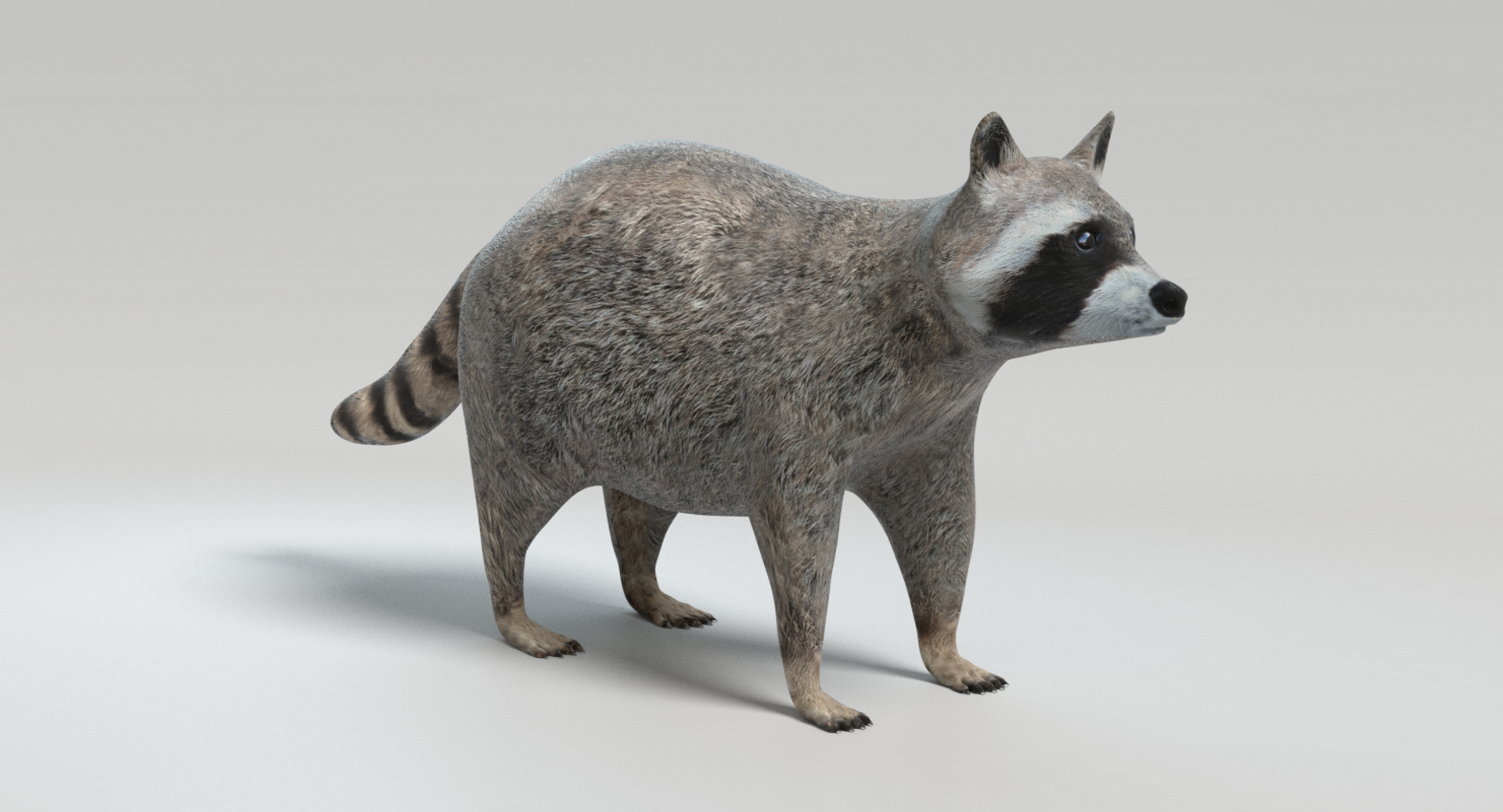 Raccoon Coon 3D Model - TurboSquid 1166424