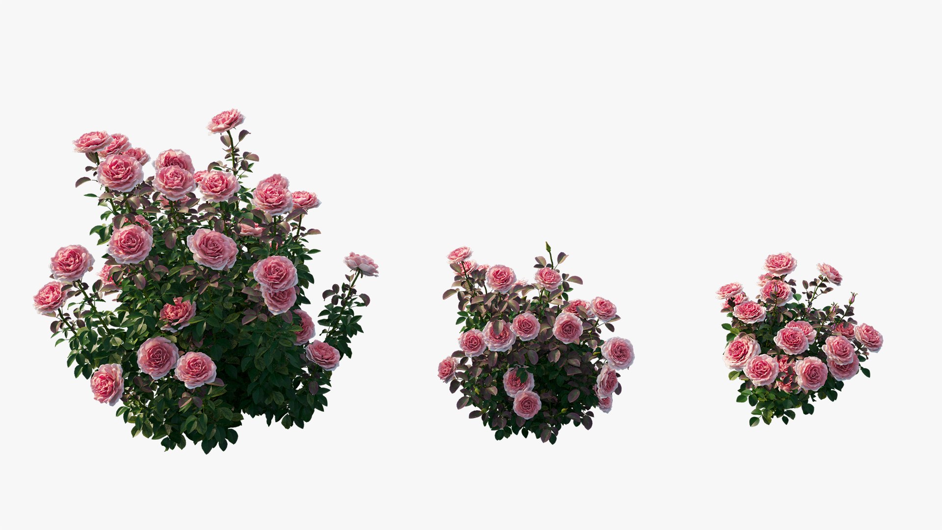 3D Model Rose Plant Set 21 - TurboSquid 1556027