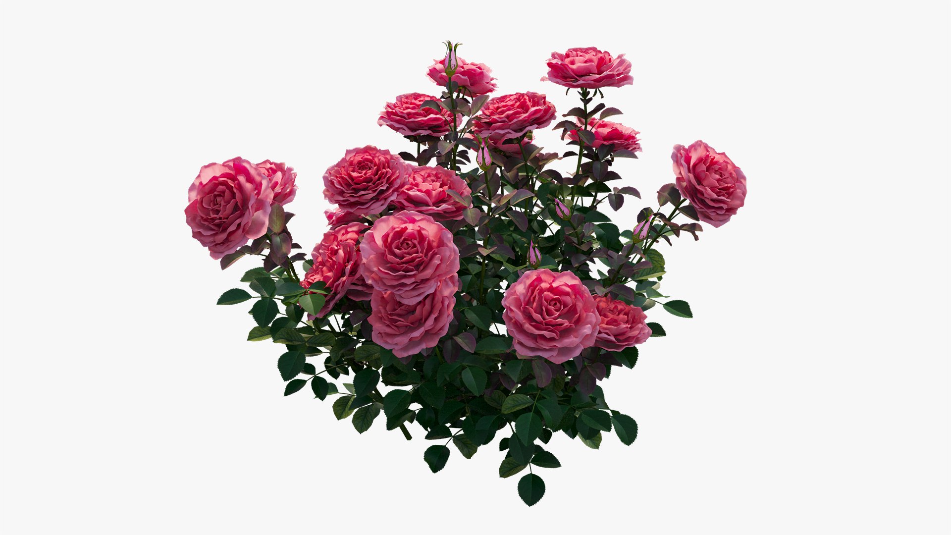 3D model rose plant set 21 - TurboSquid 1556027