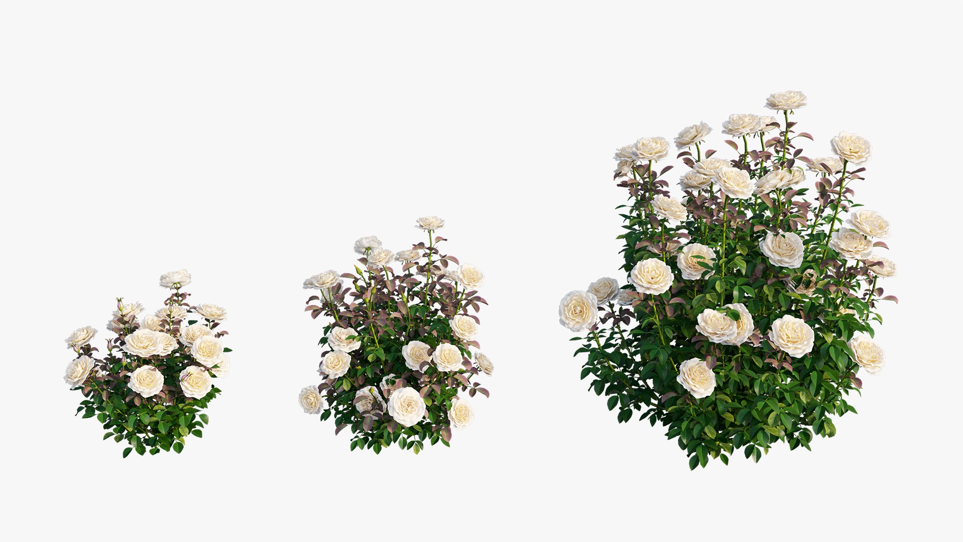 3D Model Rose Plant Set 21 - TurboSquid 1556027