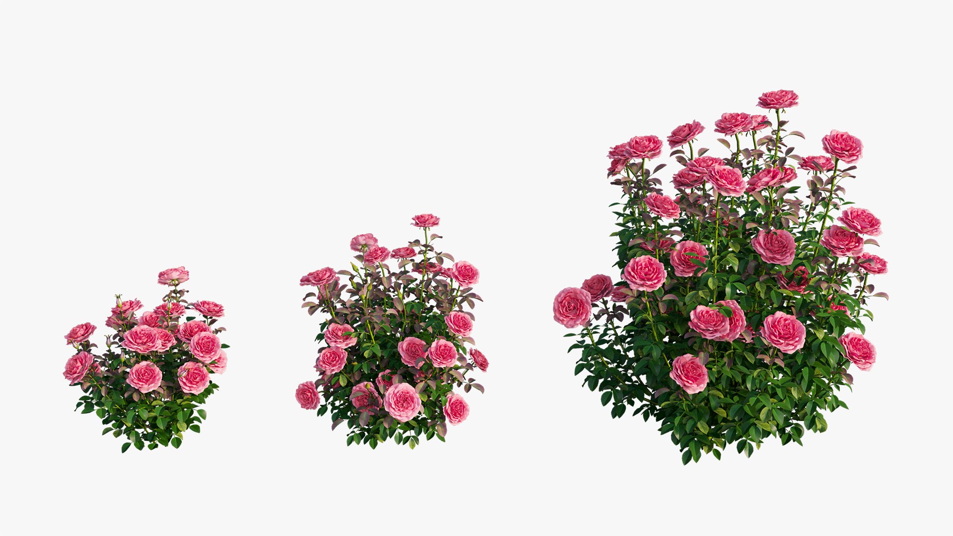 3D model rose plant set 21 - TurboSquid 1556027