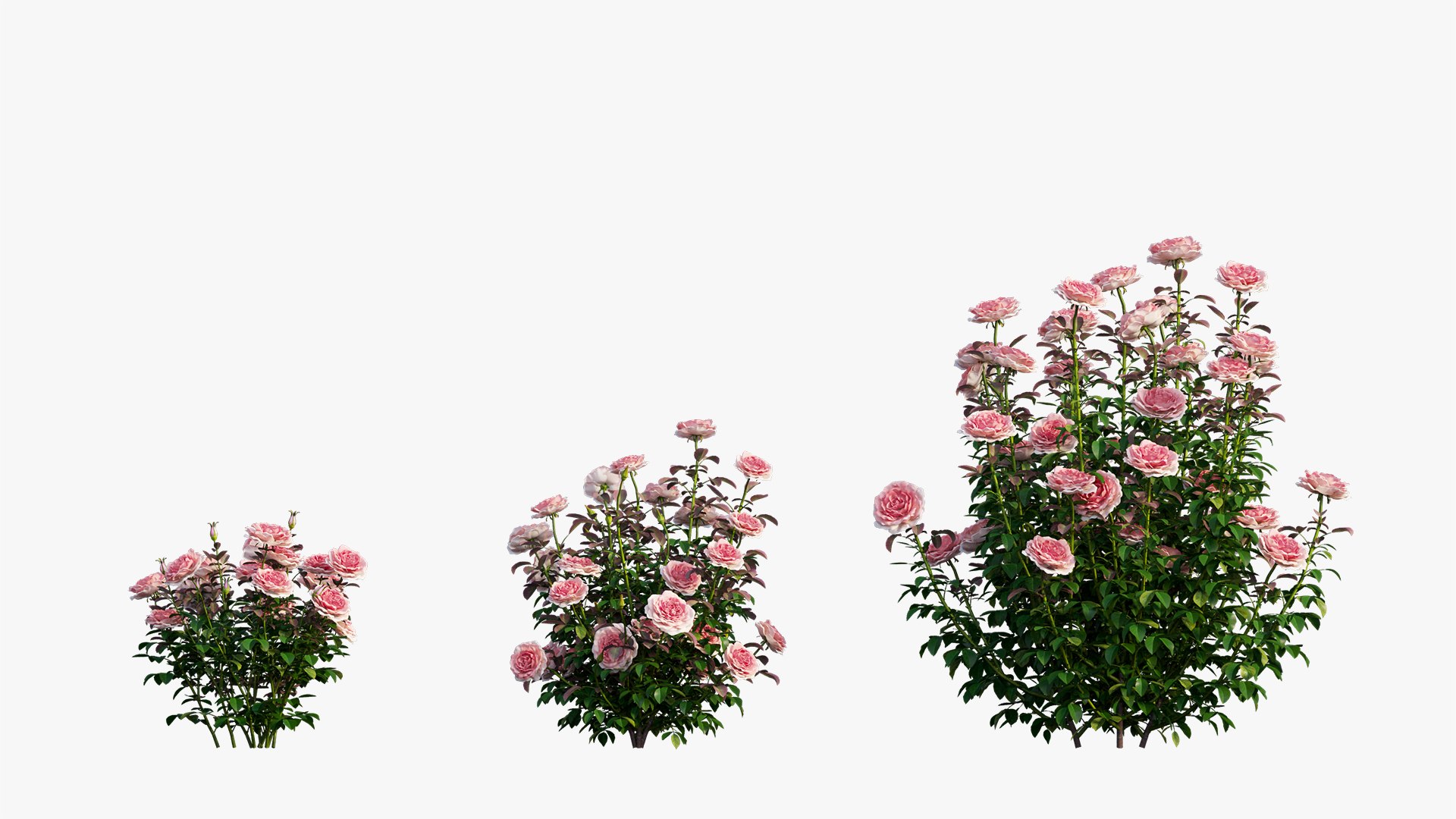 3D Model Rose Plant Set 21 - TurboSquid 1556027