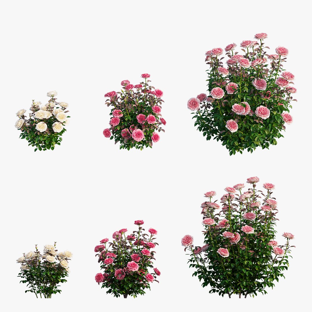 3D Model Rose Plant Set 21 - TurboSquid 1556027