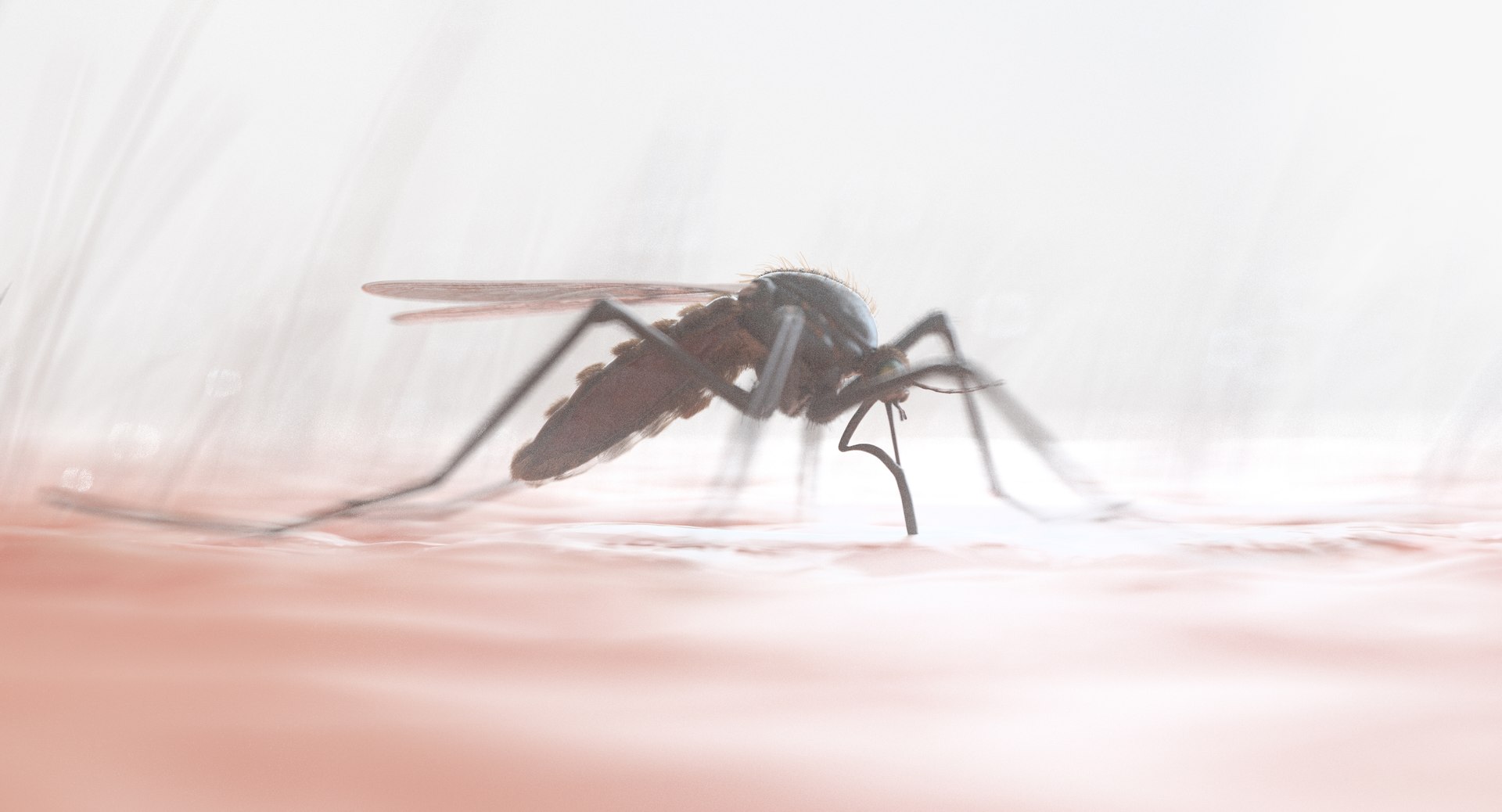 3D Model Mosquito Animation - TurboSquid 1387278