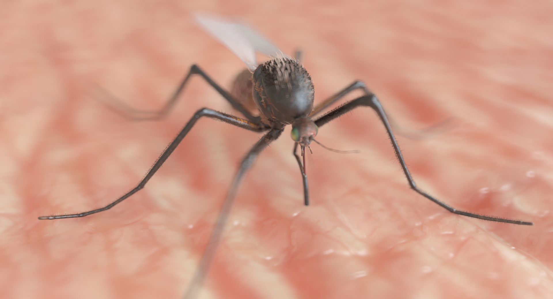 3D model mosquito animation - TurboSquid 1387278