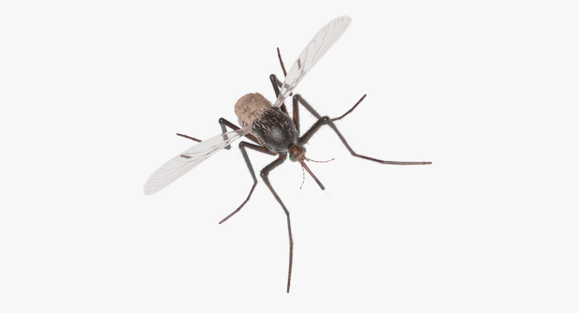 3D Model Mosquito Animation - TurboSquid 1387278