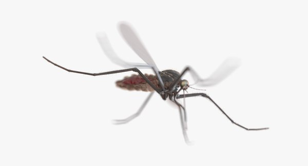 3D model mosquito animation - TurboSquid 1387278