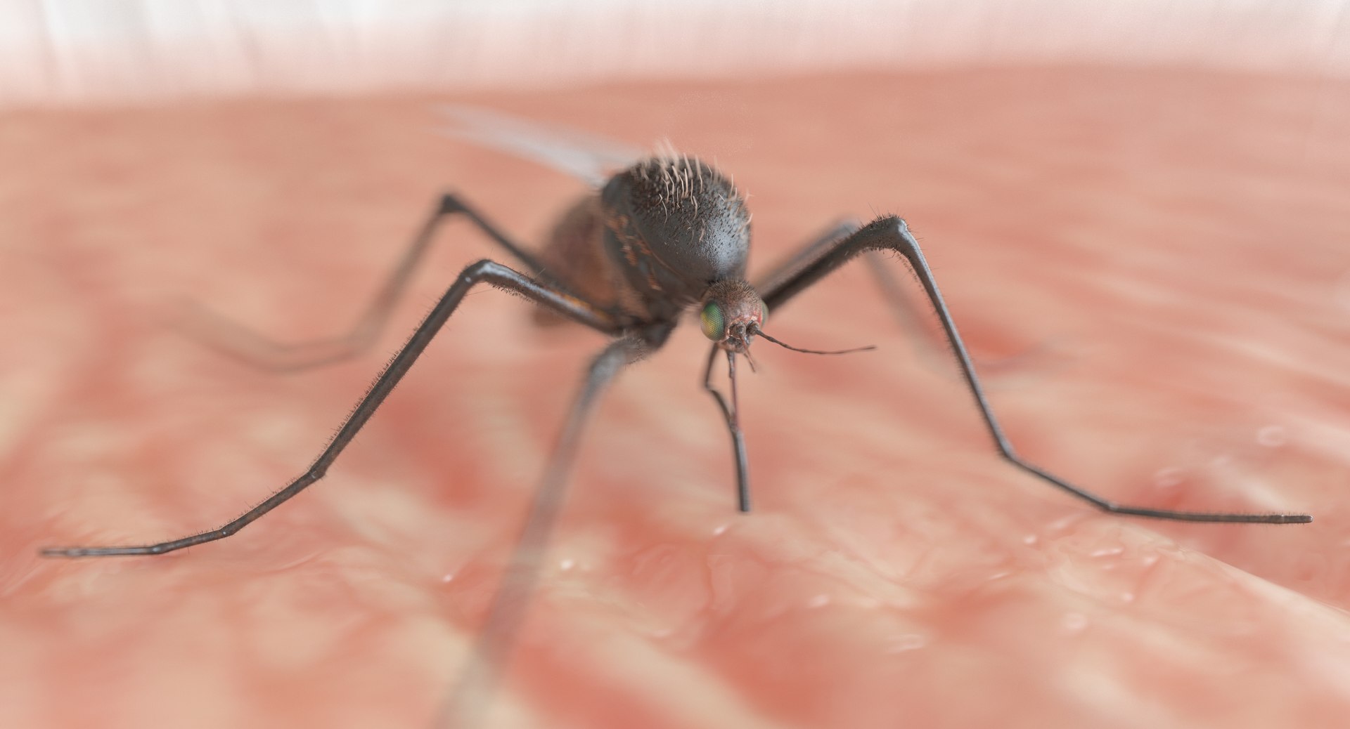 3D Model Mosquito Animation - TurboSquid 1387278