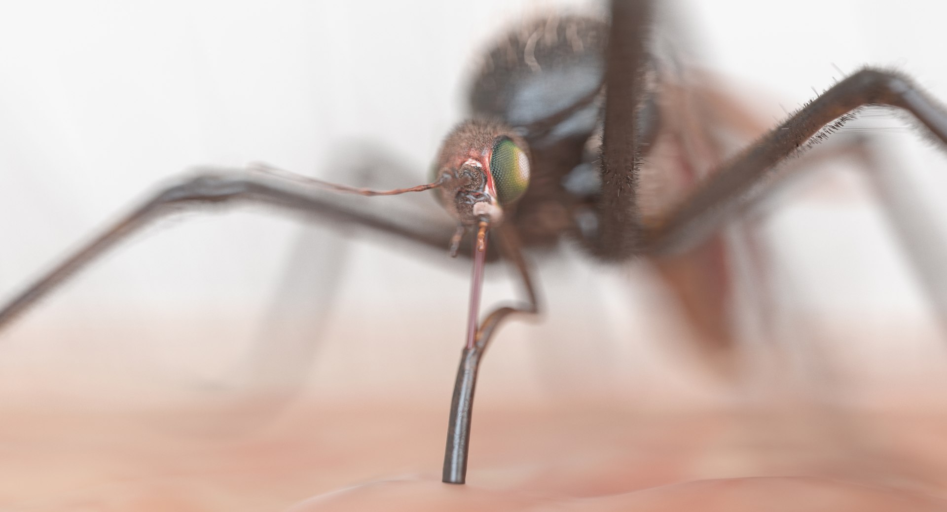 3D Model Mosquito Animation - TurboSquid 1387278