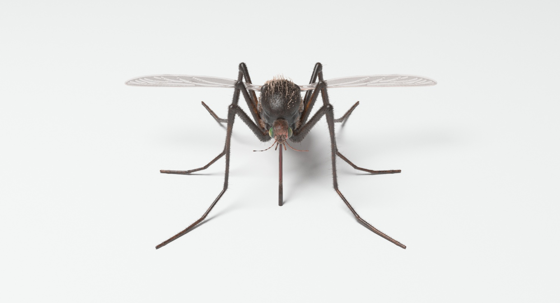 3D Model Mosquito Animation - TurboSquid 1387278