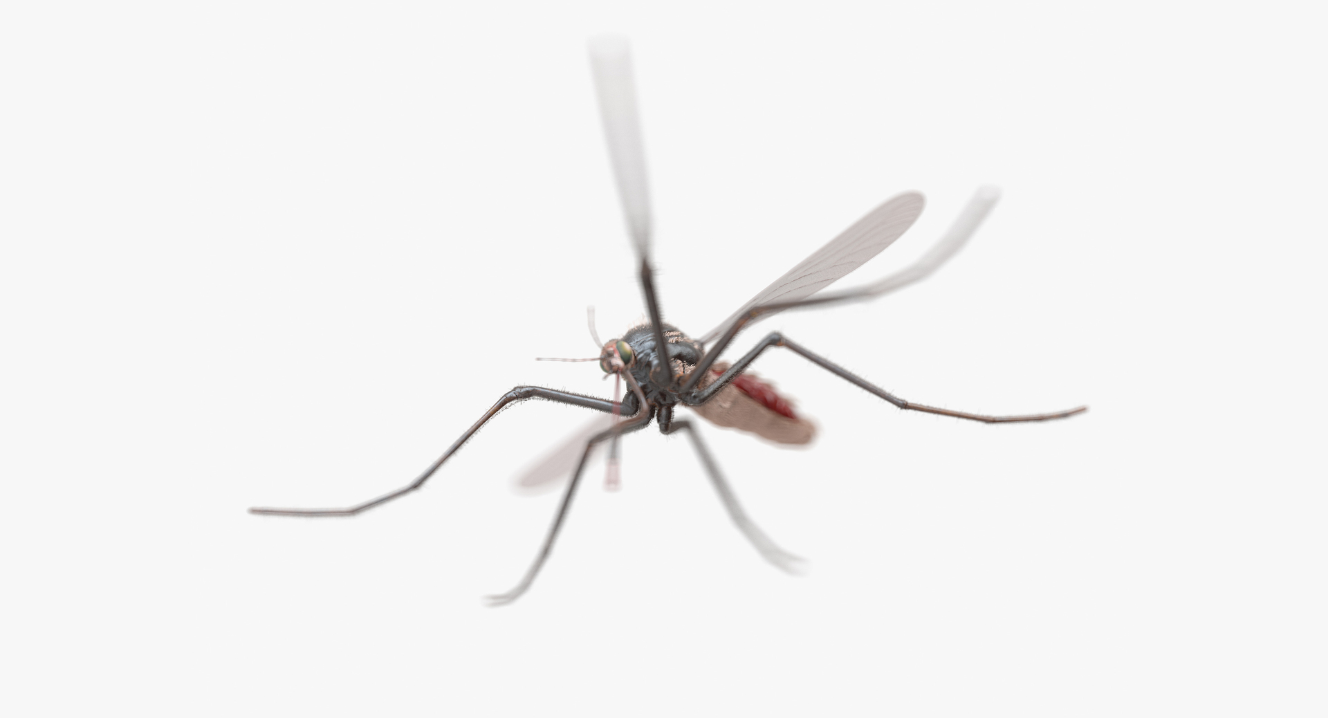 3D model mosquito animation - TurboSquid 1387278