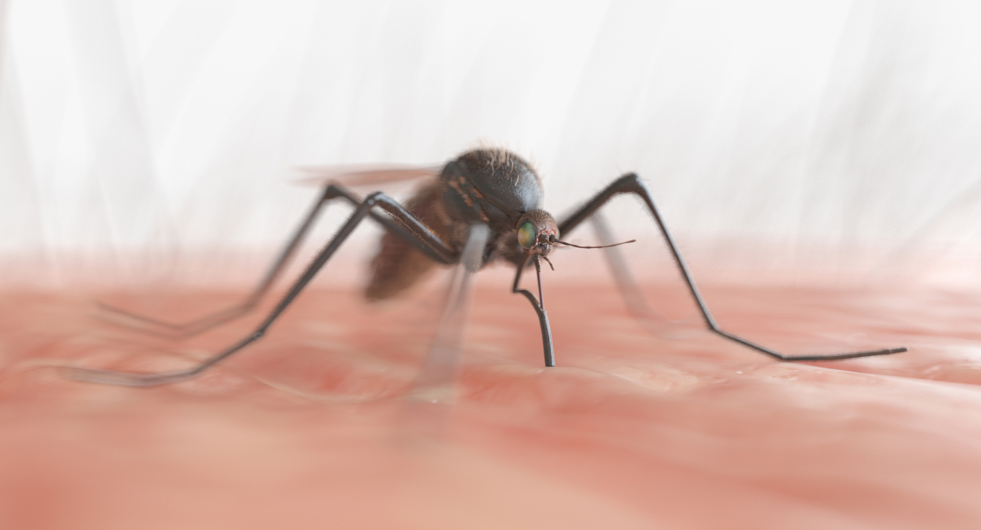 3D model mosquito animation - TurboSquid 1387278