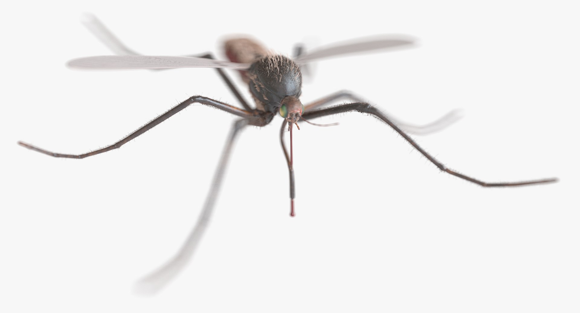 3D Model Mosquito Animation - TurboSquid 1387278