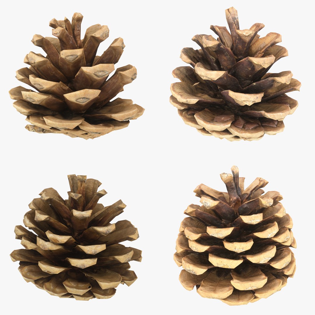 3D Pine Cone Set 2 - TurboSquid 1801791