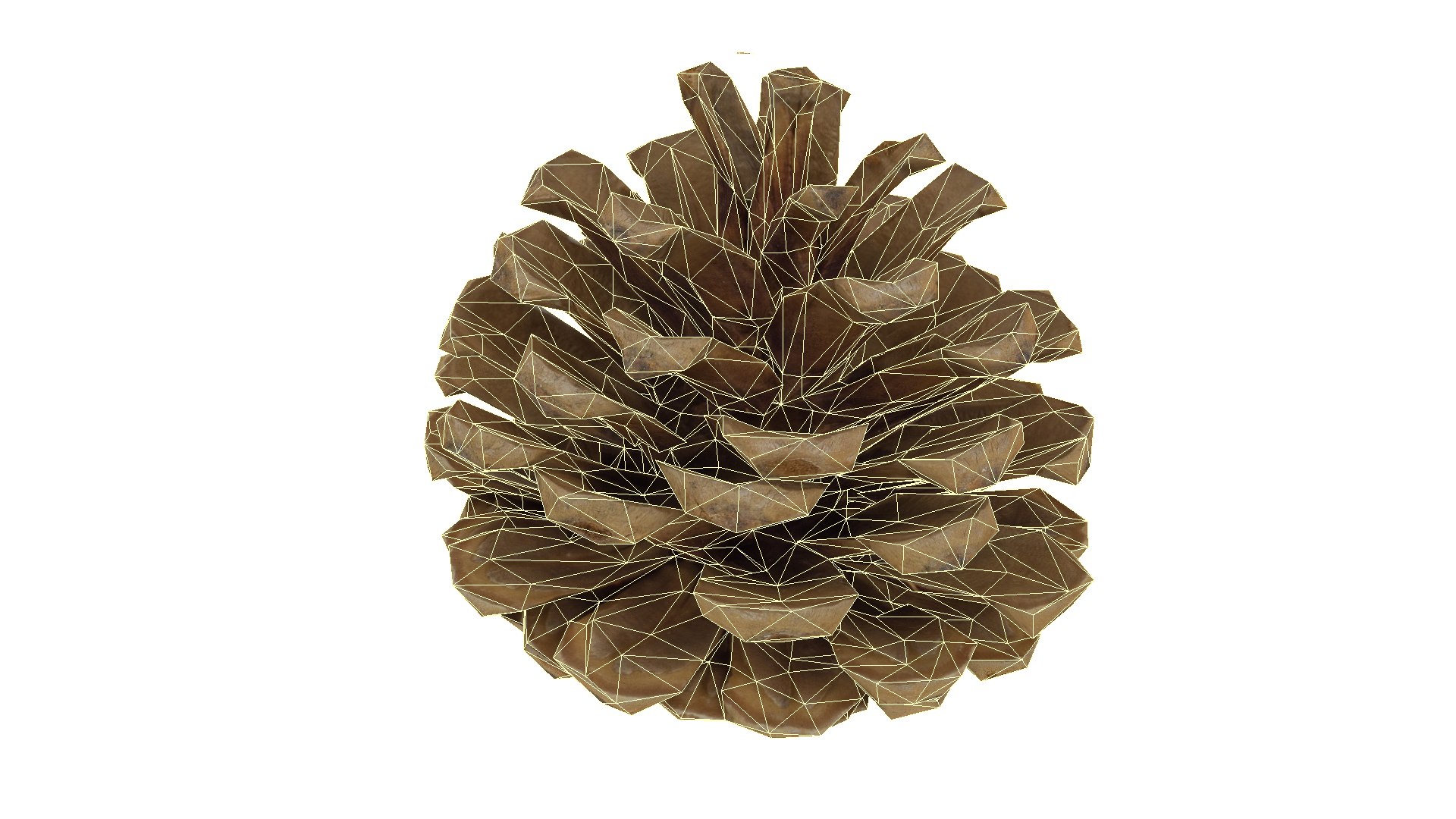 3D Pine Cone Set 2 - TurboSquid 1801791