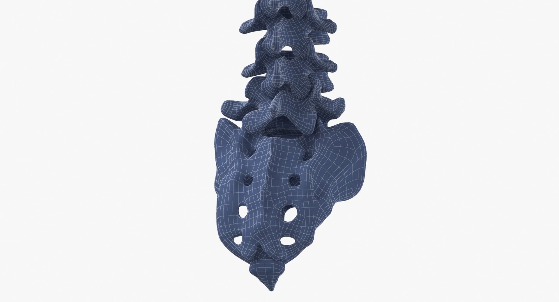 Real Human Spine Bones 3D - TurboSquid 1637727