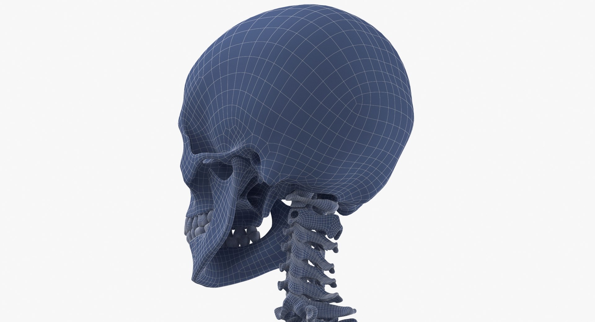 Real Human Spine Bones 3D - TurboSquid 1637727