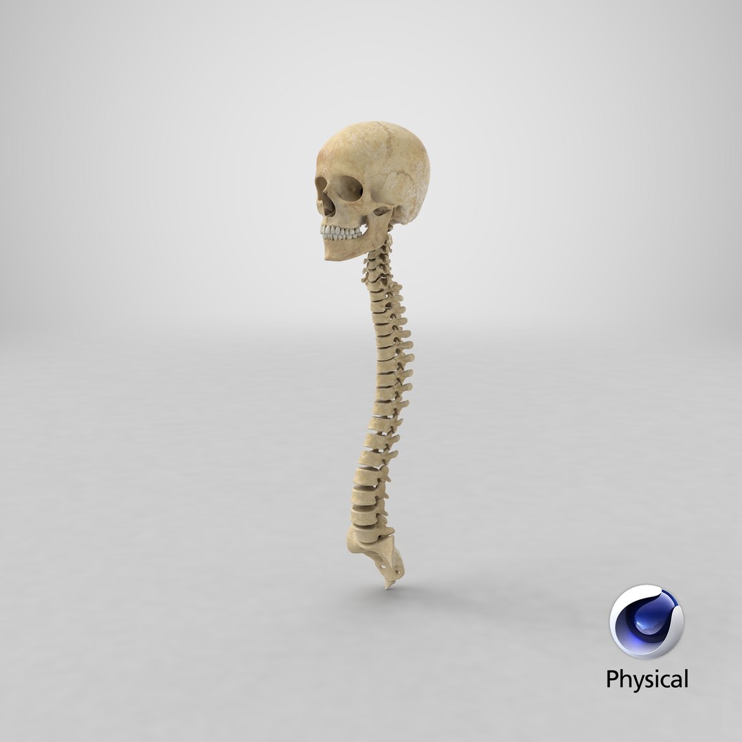 Real Human Spine Bones 3D - TurboSquid 1637727