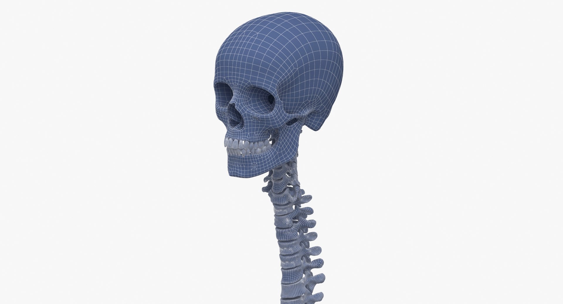 Real Human Spine Bones 3D - TurboSquid 1637727