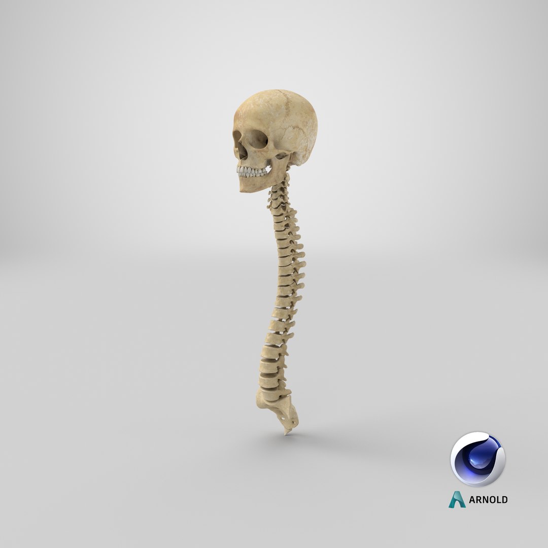 Real Human Spine Bones 3D - TurboSquid 1637727