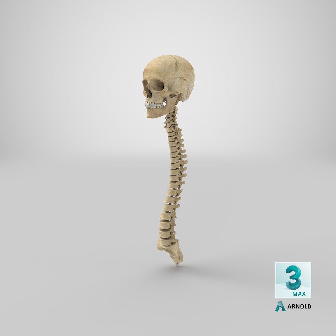 Real Human Spine Bones 3D - TurboSquid 1637727