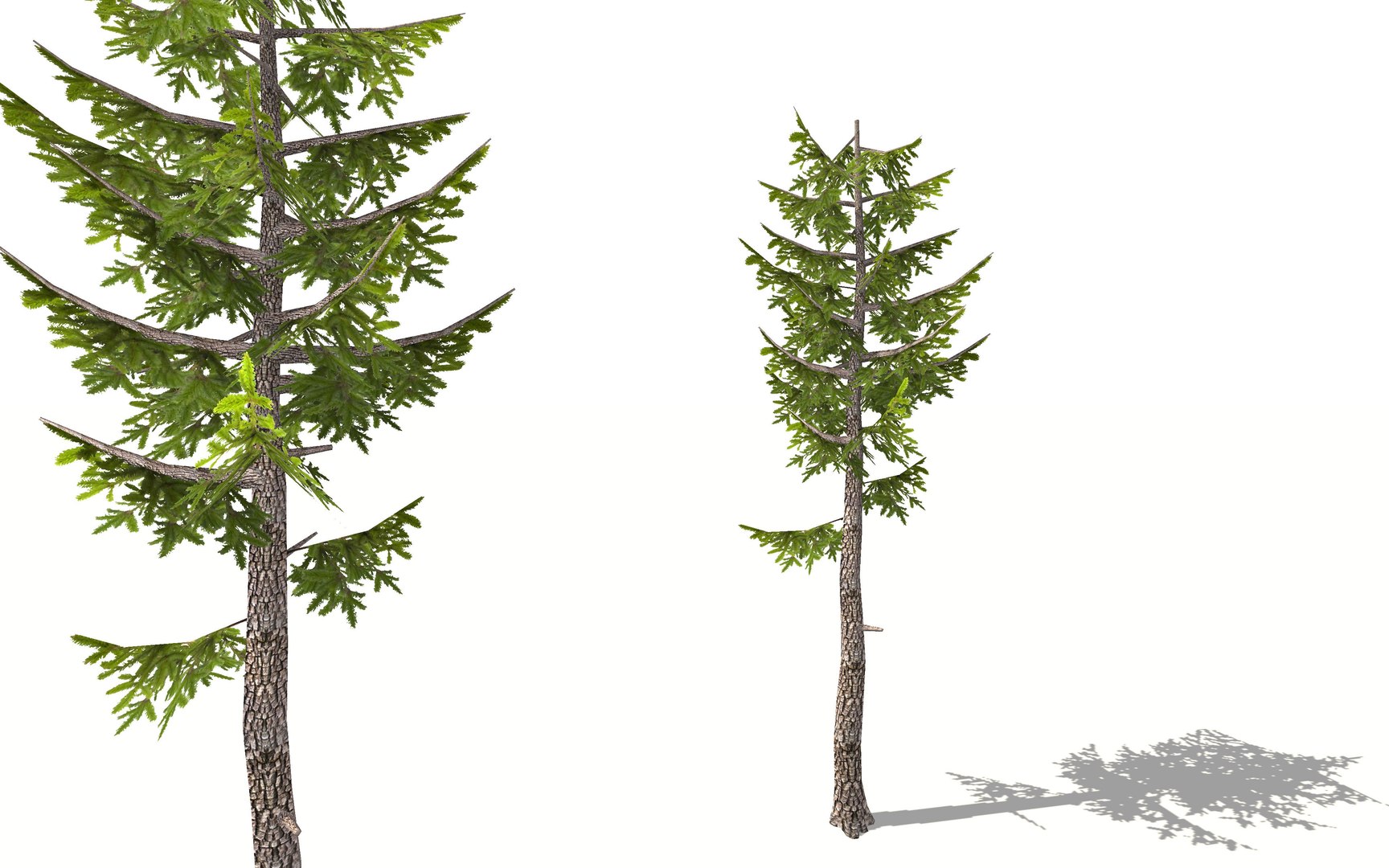 3D Pine Tree Forest Model - TurboSquid 1517325
