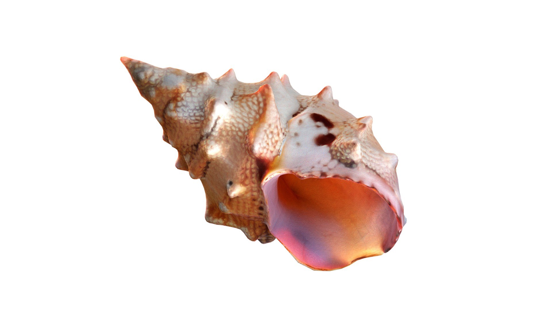 Conch Shell V2 3D - TurboSquid 2370727