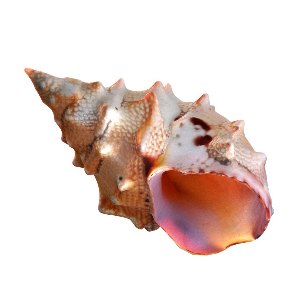 Conch Shell V2 3D - TurboSquid 2370727