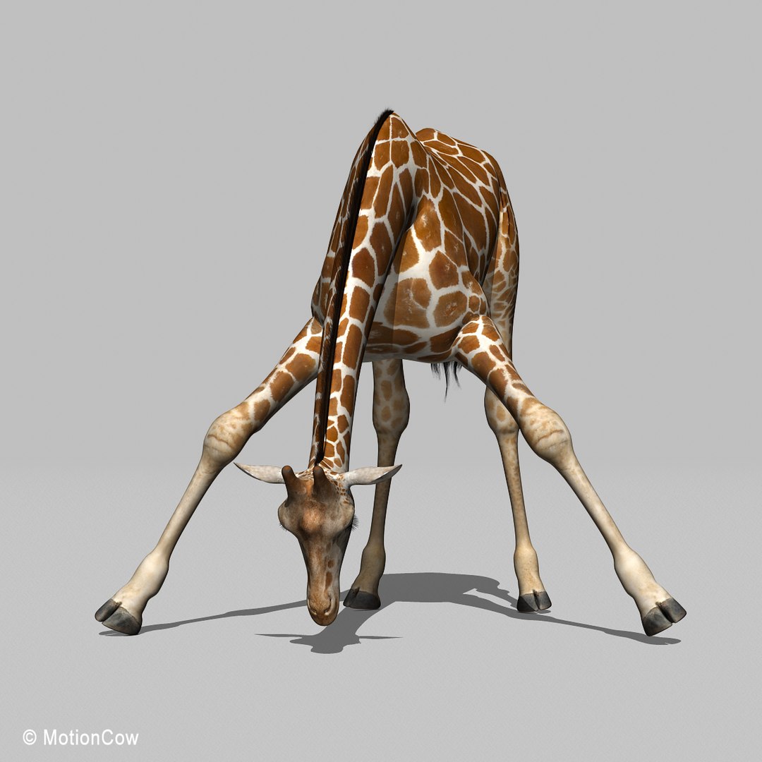 3d Realistic Rigged Animation