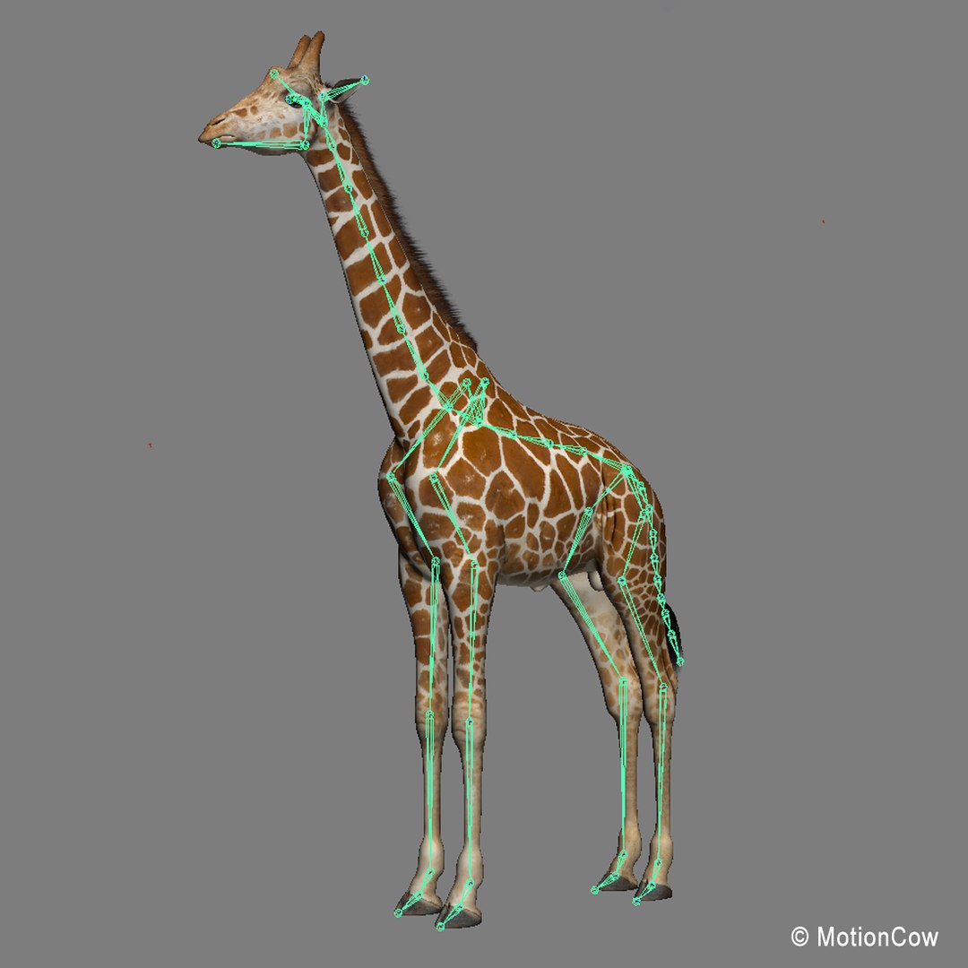 3d Realistic Rigged Animation