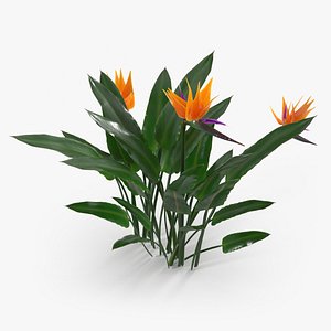 3D Strelitzia Models - Browse & Download Formats - TurboSquid