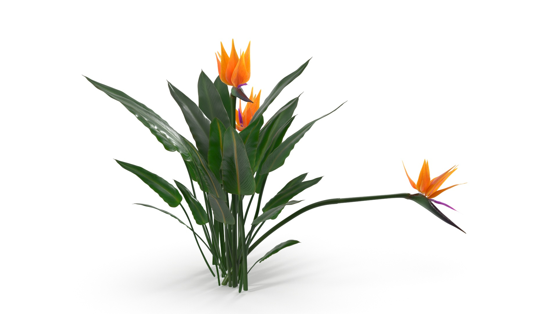 Strelitzia Reginae Tropical Plant 3D Model - TurboSquid 2337811