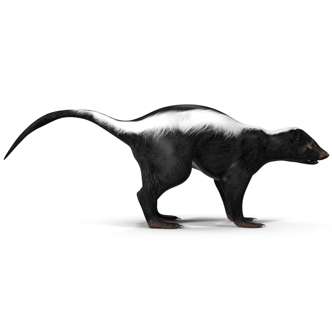 skunk rigged 3d max