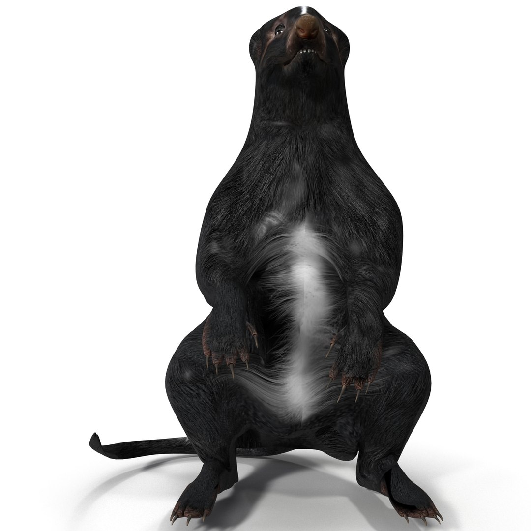 skunk rigged 3d max