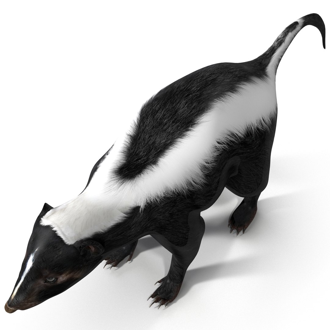 skunk rigged 3d max