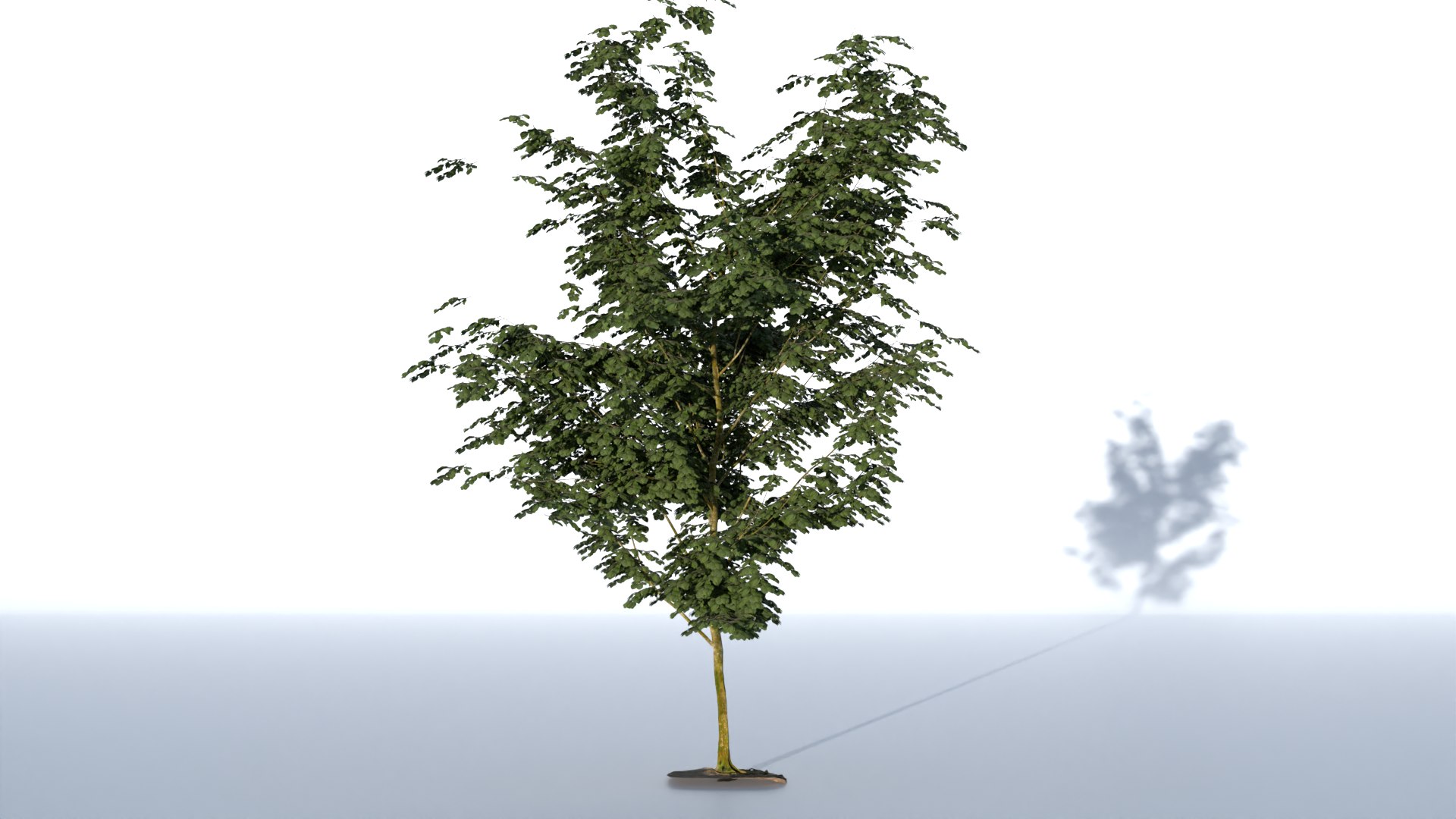 Trees Model - TurboSquid 2213469